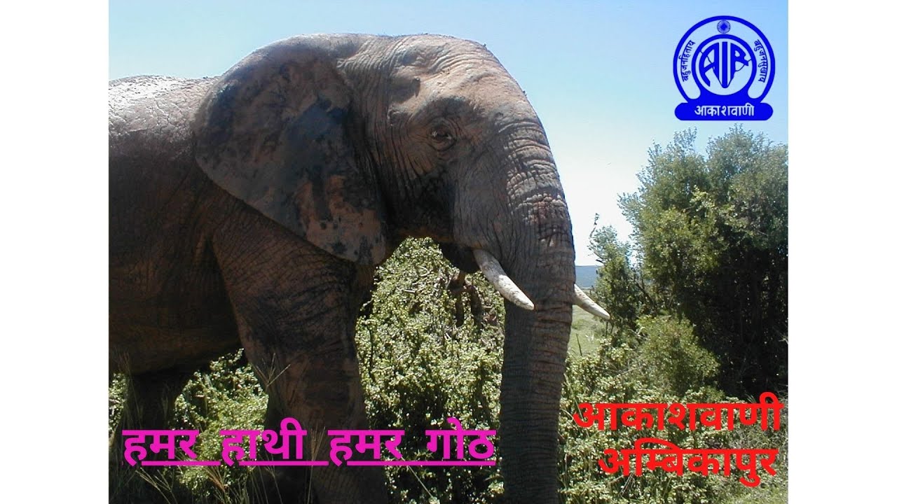 HAMAR HATHI HAMAR GOTH 27 -06 -2024 . - YouTube