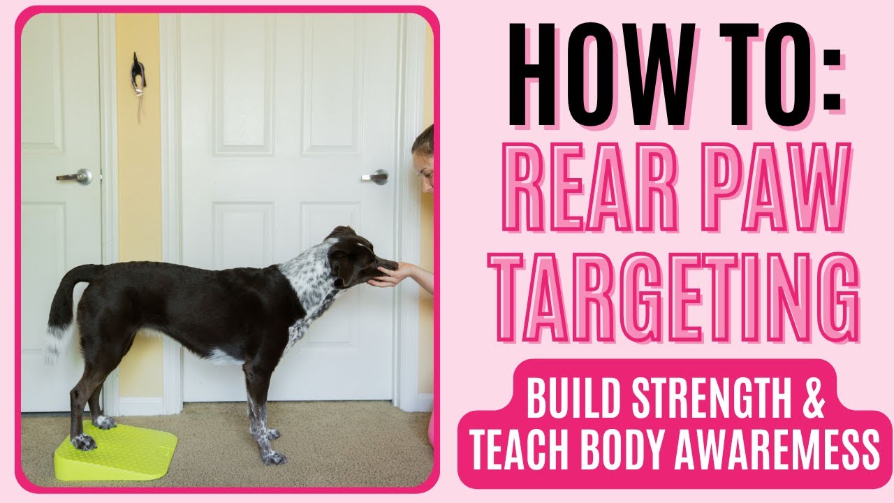 K9 Fitness Exercise How To: Rear Paw Targeting - YouTube
