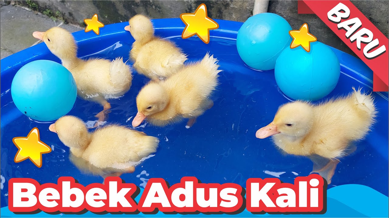 Bebek Bebek berenang , Lagu Bebek Adus Kali Nututi Sabun Wangi , Lagu Bebek , Bebek Angsa - YouTube