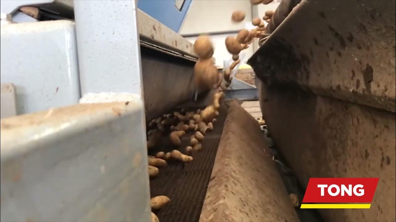 Tomra Optical Sorting potatoes | 3A Optical sorter in Tong potato ...