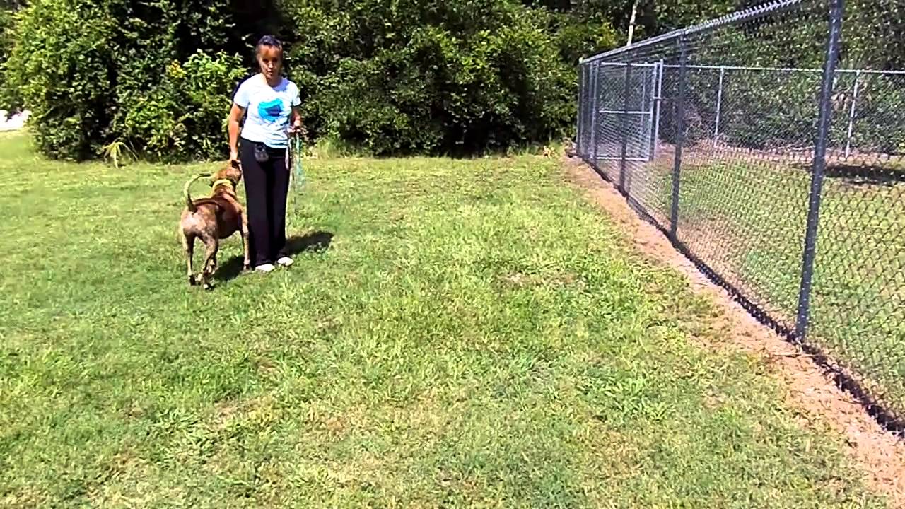 Dog Aggression Pit Bull/Fila Mix Dogtra E Collar Pager - YouTube