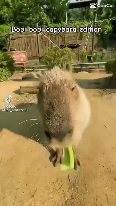 Bopi Bopi capybara edition #shorts - YouTube