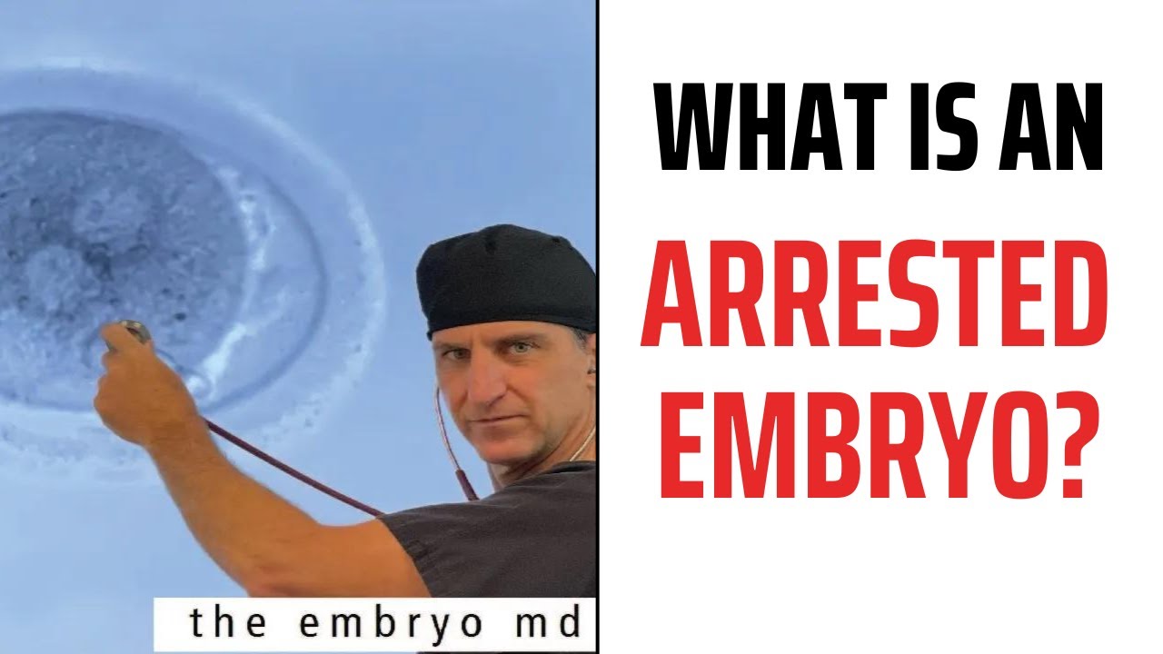 What is an arrested embryo? - YouTube
