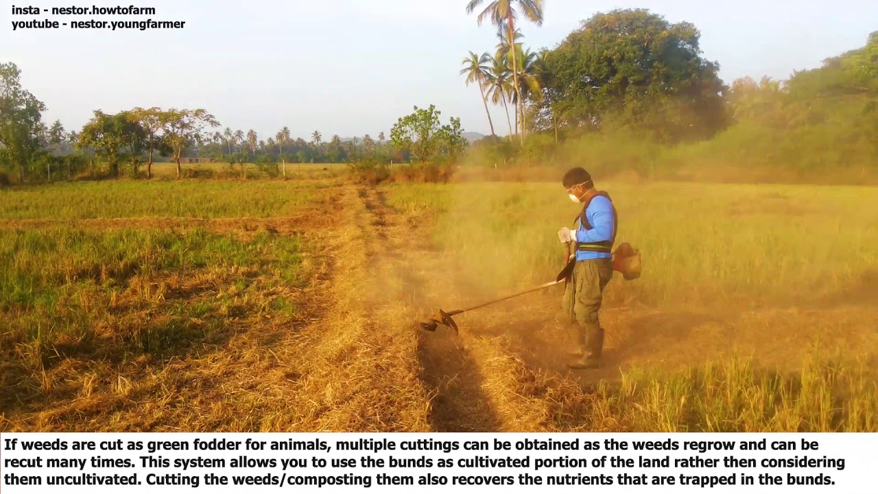 Clearing weeds on rice field bunds using brushcutter. - YouTube