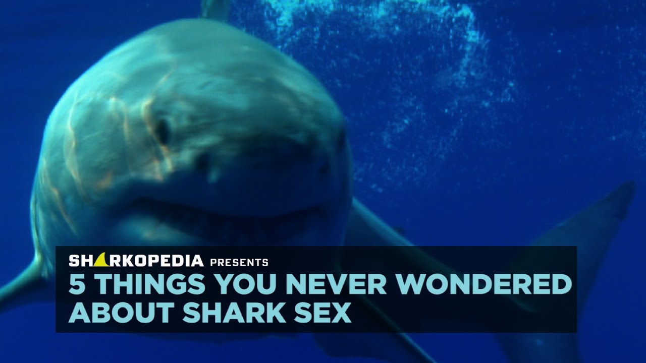 5 Things You Never Wondered About Shark Sex | SHARK WEEK - YouTube