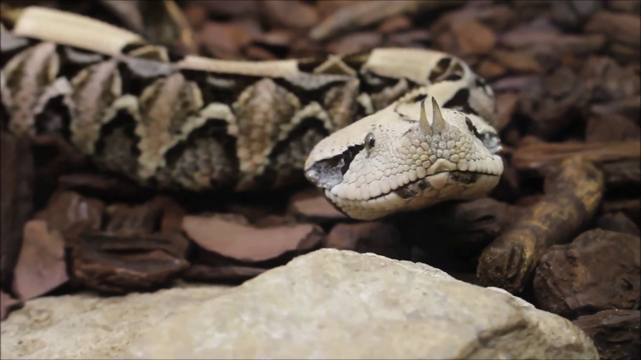 Deadly Gabon Viper - YouTube