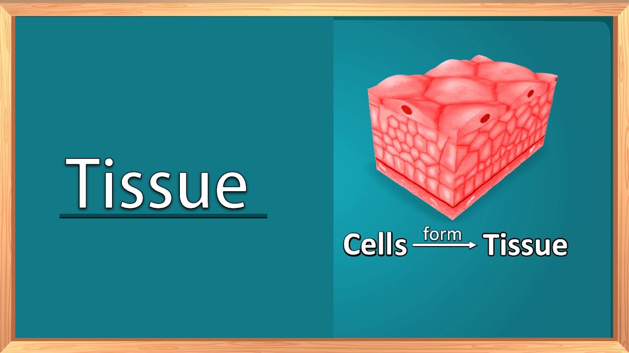 Tissue NCERT Class 9 Chapter Creative Kids Digital Home Tutor YouTube tissue-ncert-class-9-chapter-creative-kids-digital-home-tutor-youtube