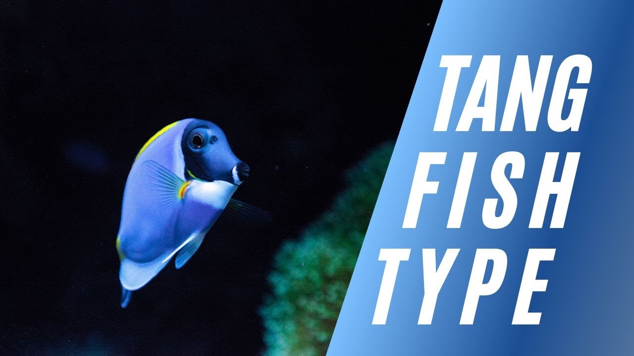 Tang Fish Types - YouTube