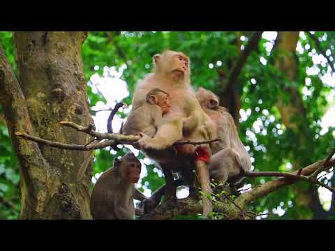 Bad Action! Baby Monkey Crise, Because Mum Rejects Milk From Baby ...