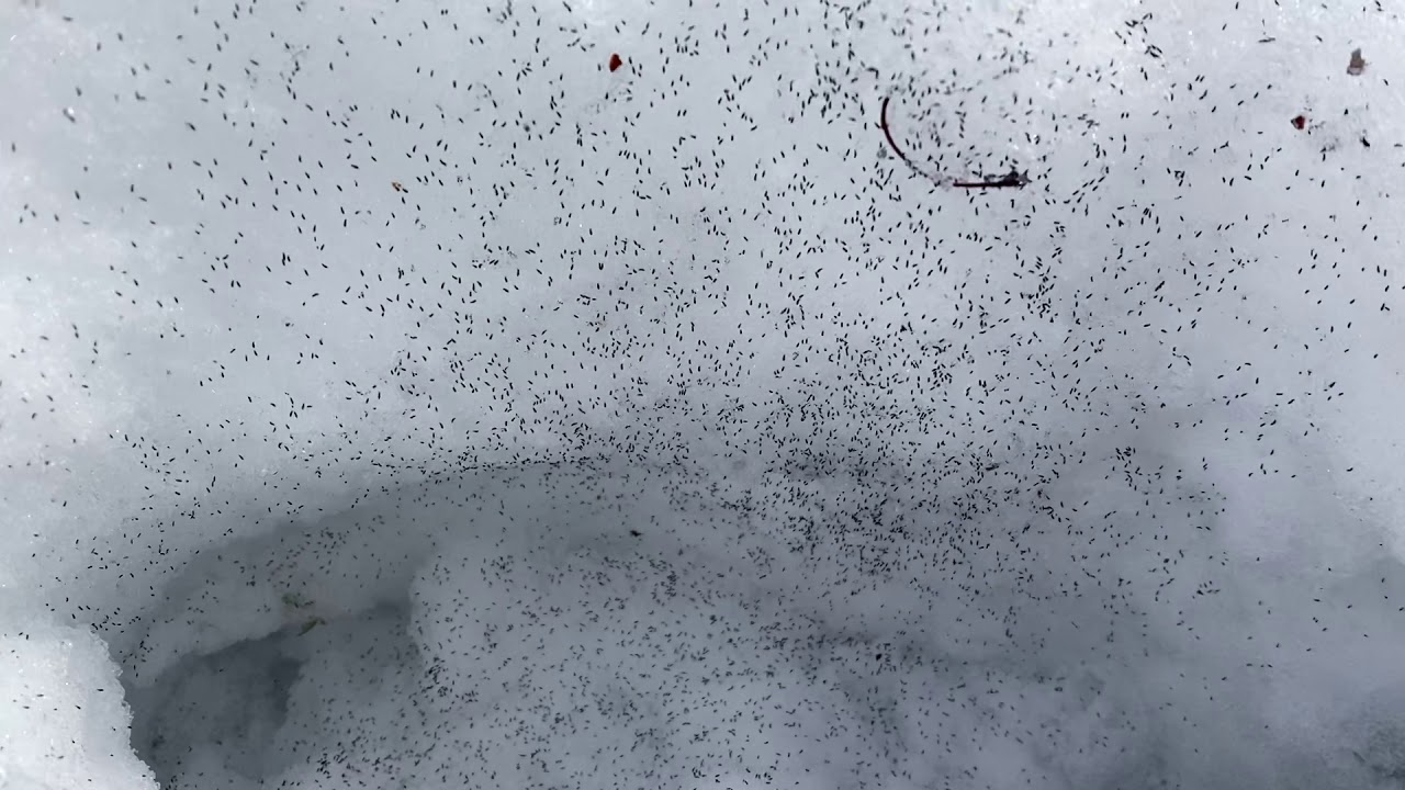 snow fleas? - YouTube