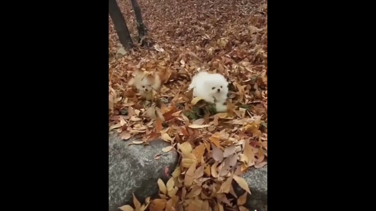 Best puppy videos #Shorts - YouTube