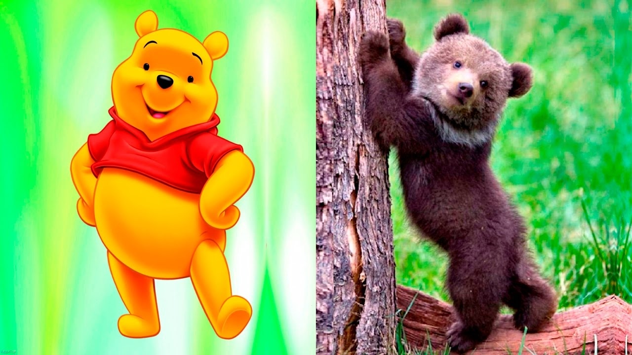 Winnie The Pooh in Real Life - YouTube