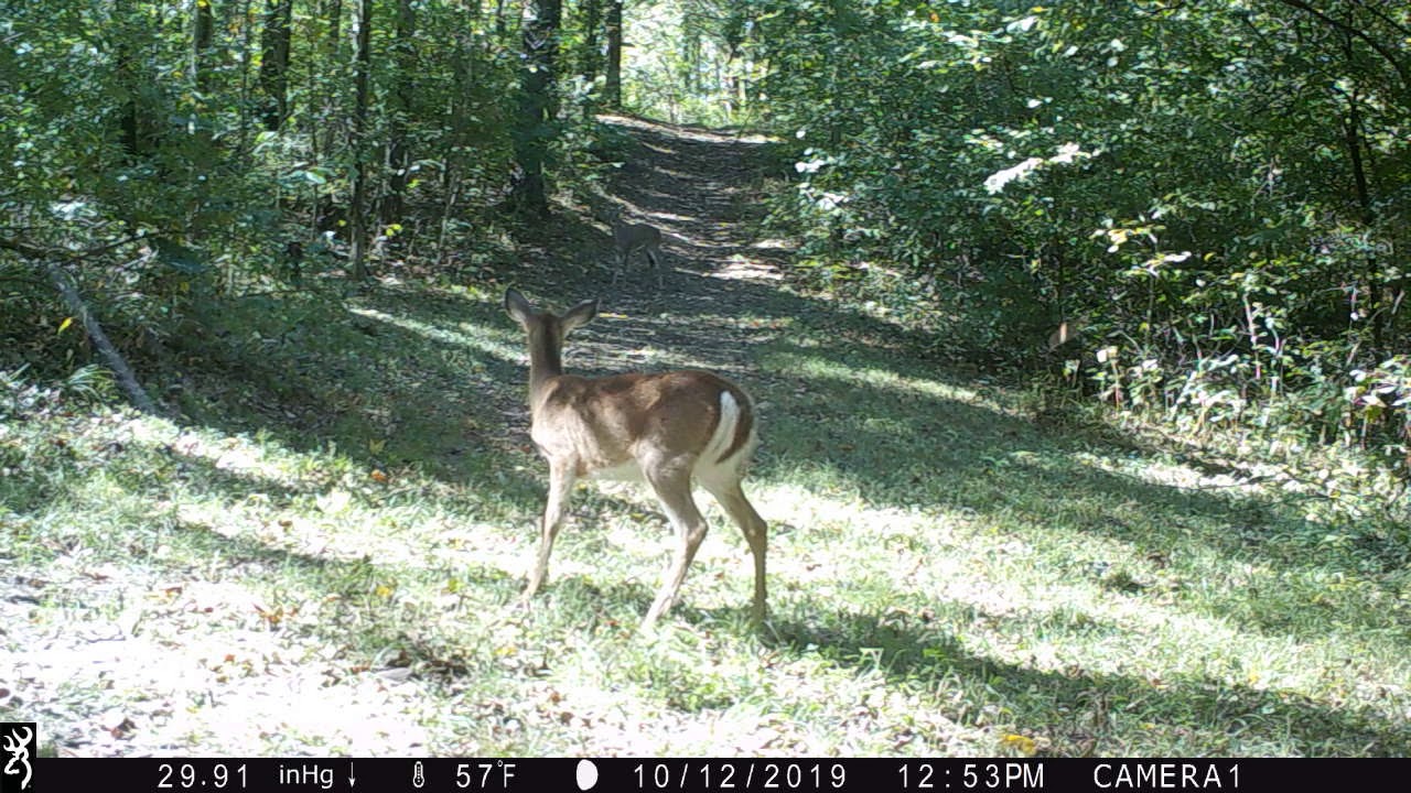 startled deer - YouTube