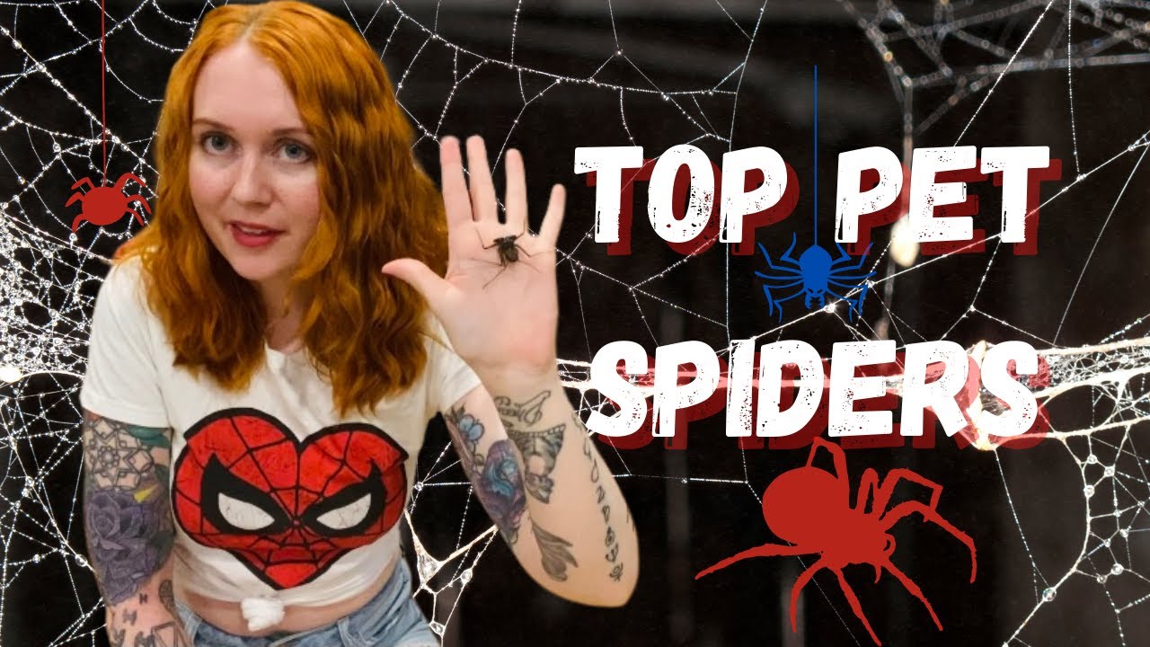 My Top Pet Spiders! Real Life Spidergirl :p - YouTube