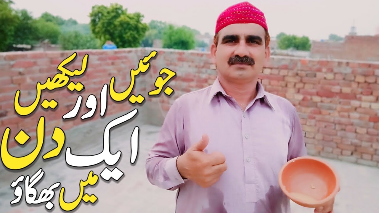 Juain بالوں کی جوئیں Khatam Karne Ka Tarika - Joen Or Likhon Ka Ilaj ...