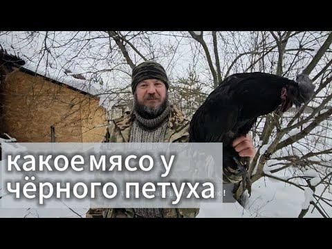 Черный петух, за что его так ценят? - YouTube