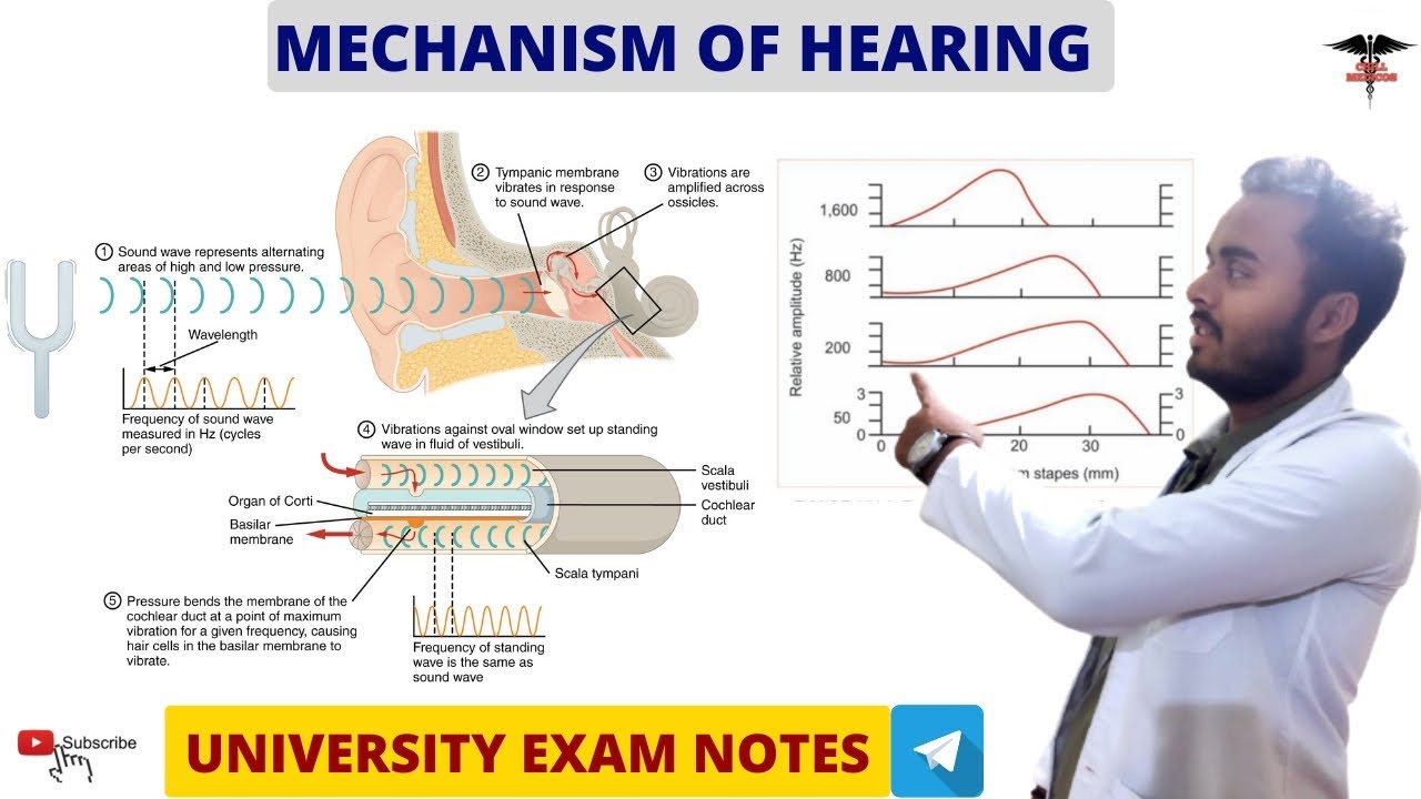 Mechanism of Hearing || Special Sense Physiology|| Nursing|| DMLT ...