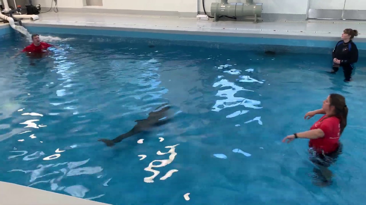 Baby dolphin rescued off Texas coast swims in rehab center - YouTube