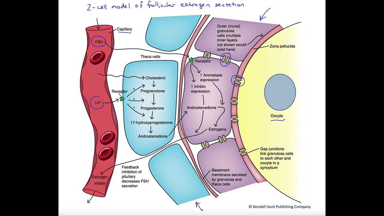 Two cell model of follicular estrogen secretion - YouTube