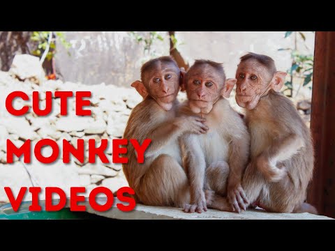LOTS OF CUTE MONKEY VİDEOS OF 2023 - 2023'ÜN SEVİMLİ MAYMUN VİDEOLARI - Animals World