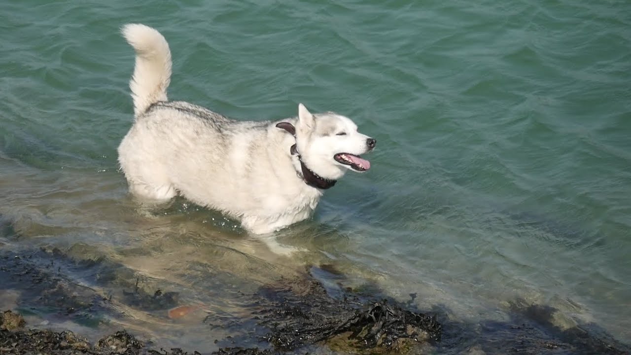 HUSKY'S 1st dip in the SEA this year .. SPRING is here .. for a few ...