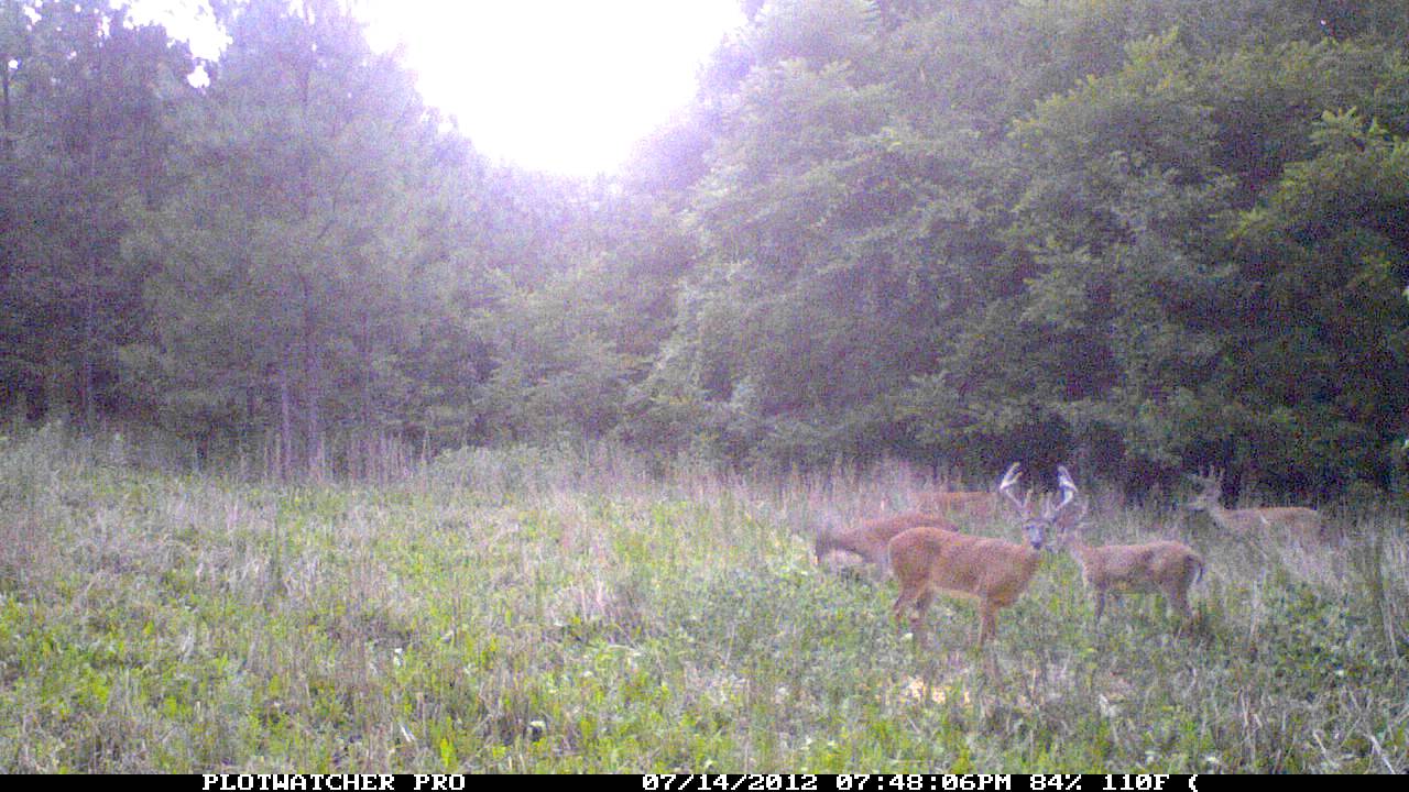 Day6 Outdoors PlotWatcher Pro Velvet Bachelor Group - YouTube