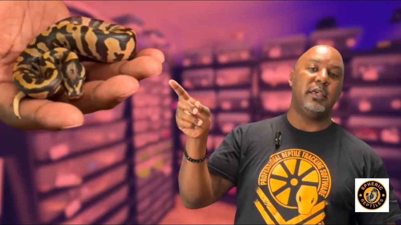 TSK Hypo x Acid Clutch Reveal! Future of the True Ghost Ball Python ...