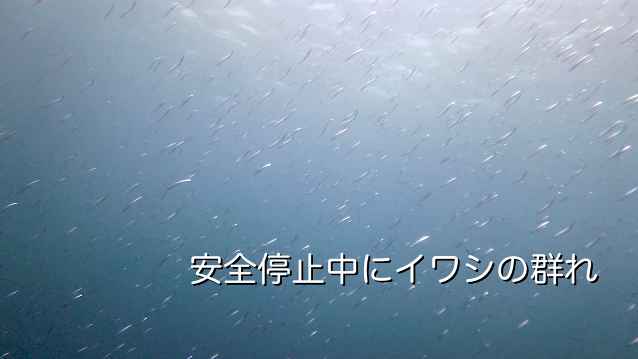 安全停止中にイワシの群れ 館山 西川名 202405a【4K】 - YouTube