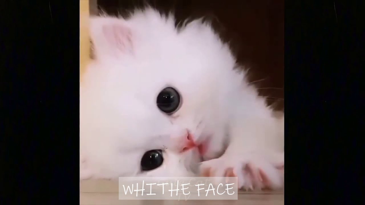 cute baby cats/ gattini coccolosi e carini -Jean's Cat Videos - YouTube