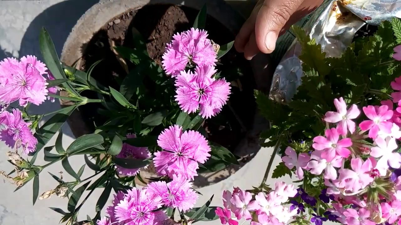 306 How To Care DIANTHUS During Summer Hindi Urdu 21 2 17 YouTube 306-how-to-care-dianthus-during-summer-hindi-urdu-21-2-17-youtube