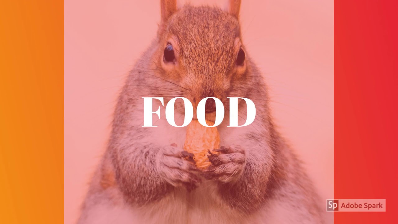 What Do Animals Need To Survive YouTube what-do-animals-need-to-survive-youtube