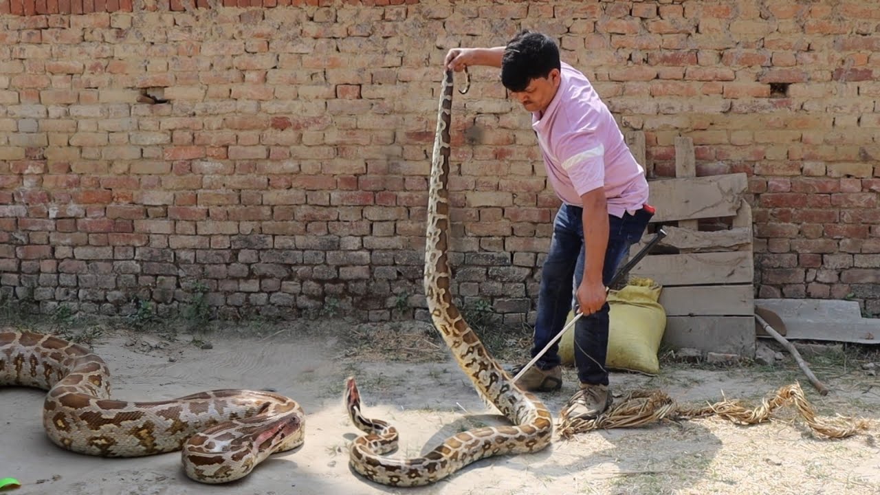 कैमरे में कैद हो गया अजगर का खतरनाक हमला वरना कोई यकीन नहीं करता! Very ...