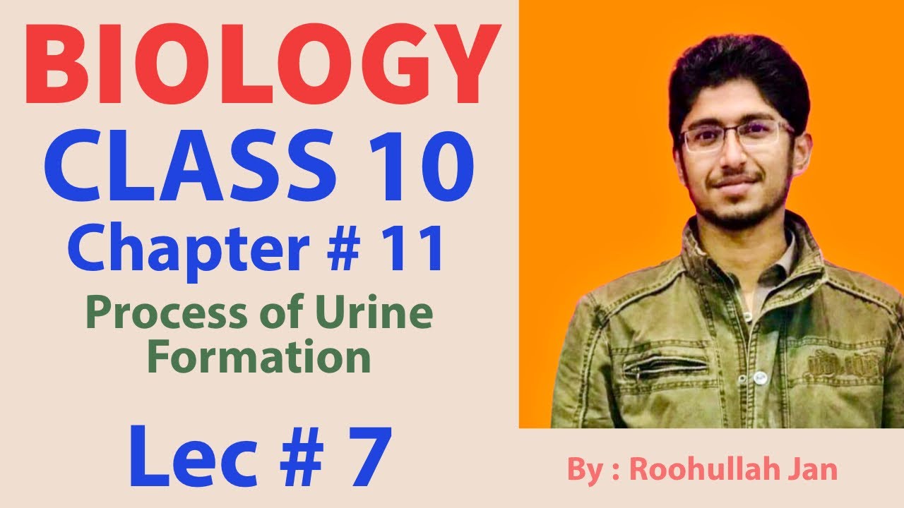 Process of Urine Formation - Pressure filtration | Reabsorption | Lec ...