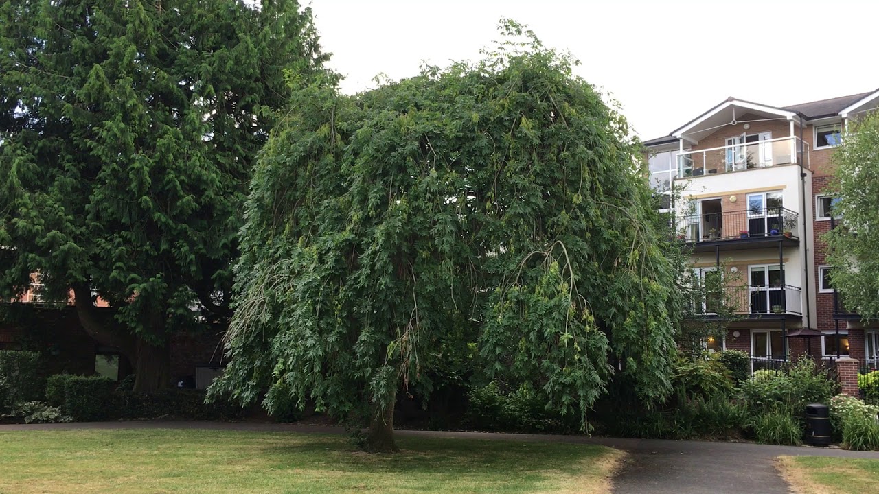 Weeping Ash (Fraxinus excelsior 'Pendula') - tree - July 2018 - YouTube