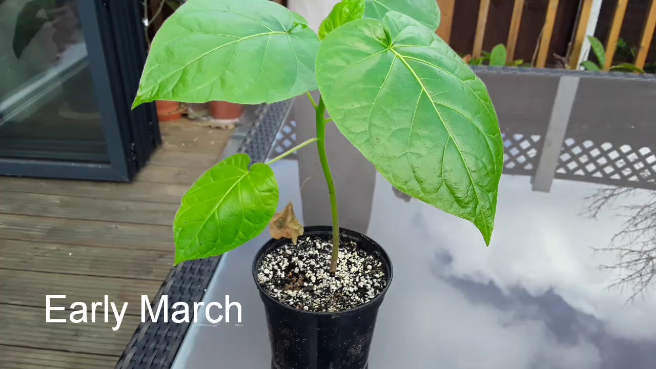 Tamarillo / Tree Tomato seedling update UK - YouTube