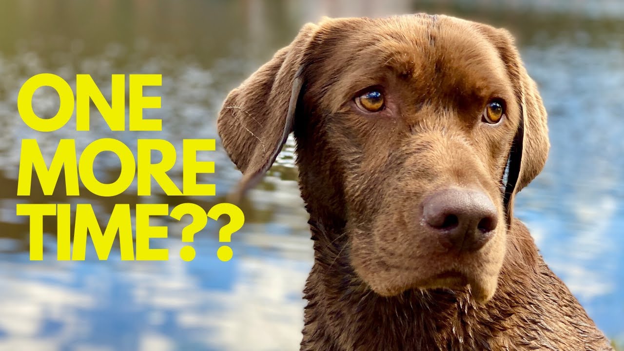Dog Crying-Cute Chocolate Labrador Retriever Crying for Swimming and ...
