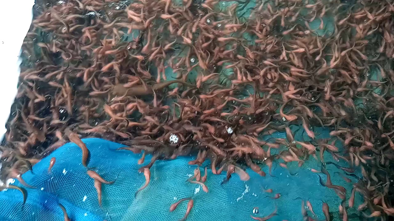 Shing mach .....shing fish supply of you need call 01760703257 - YouTube