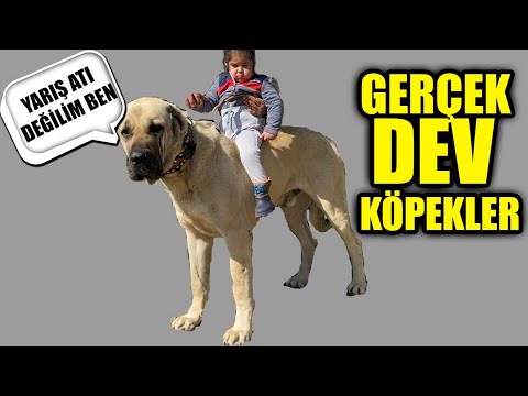 GERÇEK DEV KÖPEK NASIL OLMALI ? | ÇOBAN KÖPEĞİ SEVER AİLE İLE BİR GÜN GEÇİRMEK.