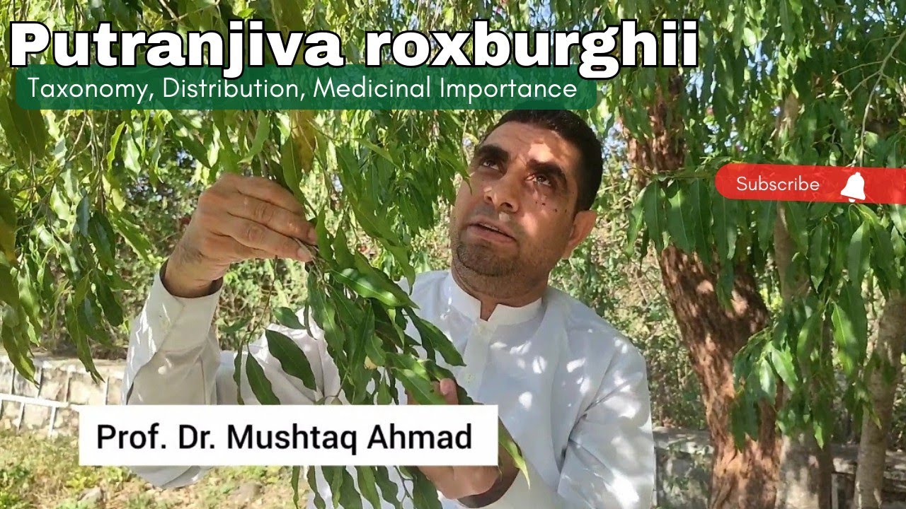 Putranjiva roxburghii I Taxonomy, Distribution, Medicinal Importance I ...