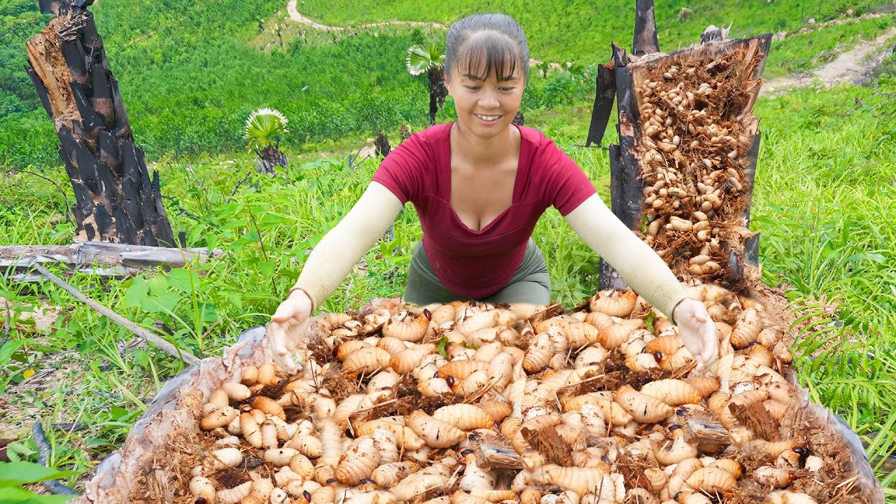 Harvesting A Lot Of Palm Weevil In Rotten Palm Trunks Goes To The ...