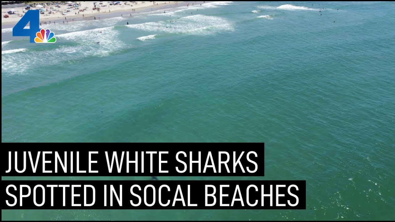 Juvenile White Sharks Are Chilling at SoCal Beaches, Researchers Say ...