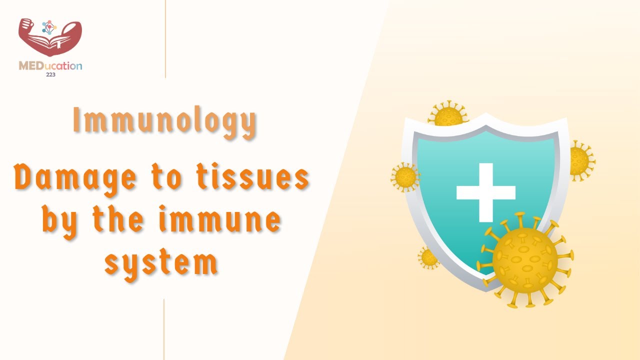 Immunology- Damage to tissue by the immune system - YouTube