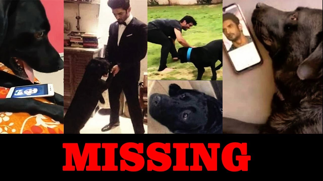 Sushant Singh Rajput DOG FUDGE Missing Sushant A lot As dog Fudge Wish ...