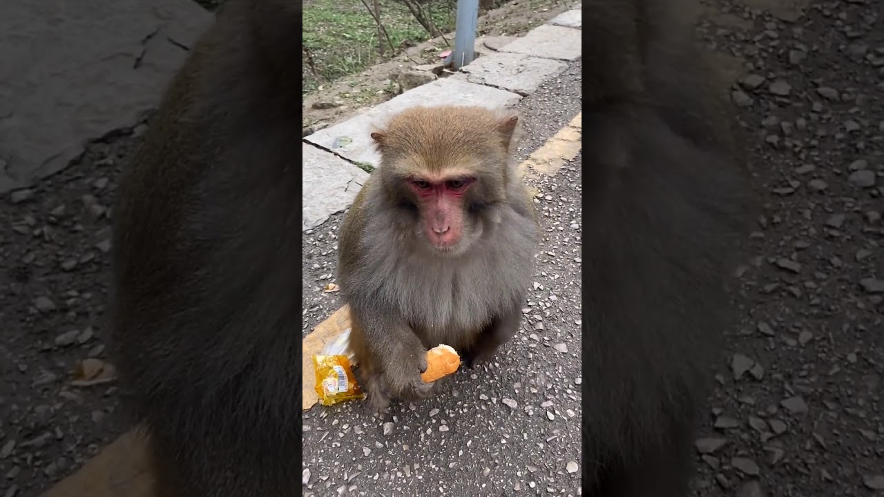 Monkey Werx So Cute Eating and Funny #104 - YouTube