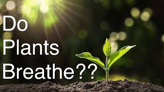 Do Plants Need Oxygen? | The Science Owl