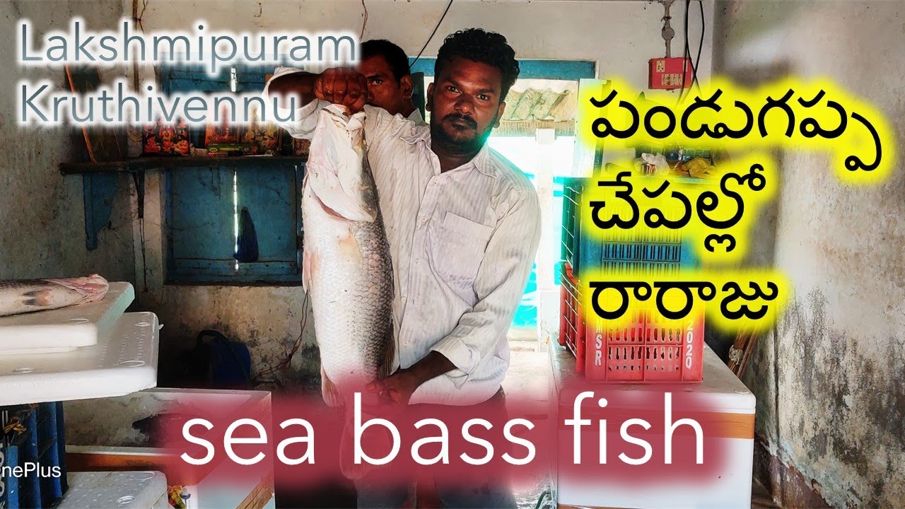 Laxmipuram Kruttivennu | Sea bass Fish | pandugappa fish - YouTube