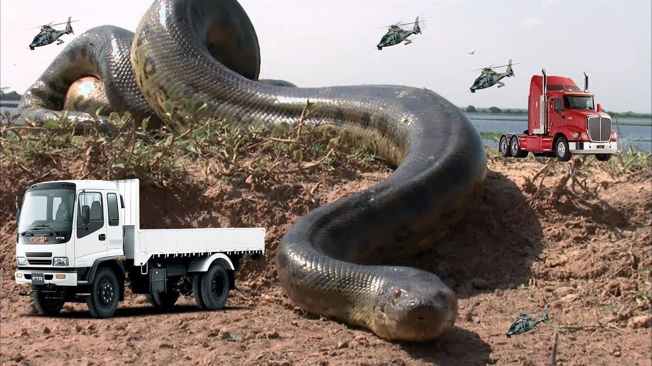 The largest 30 animals in size and danger - YouTube