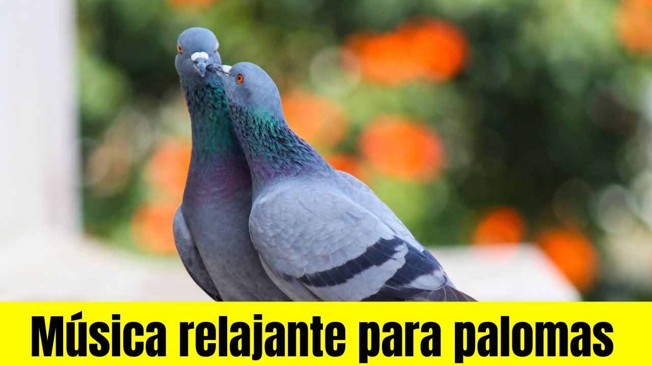 MÚSICA RELAJANTE para PALOMAS - YouTube