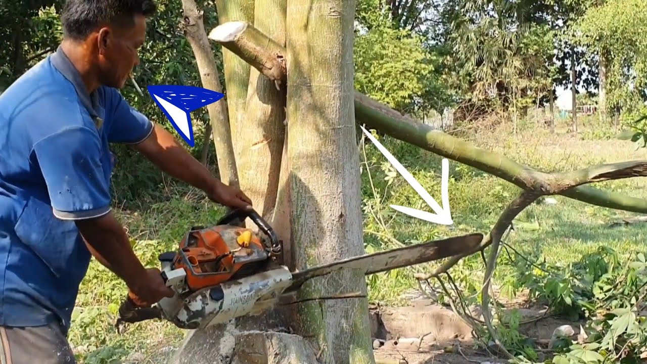 Felling And Cutting Kapok Tree With Stihl Chainsaw MS 070 - YouTube