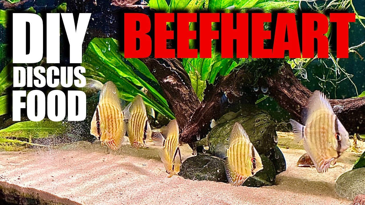 DIY BEEFHEART DISCUS FOOD - YouTube